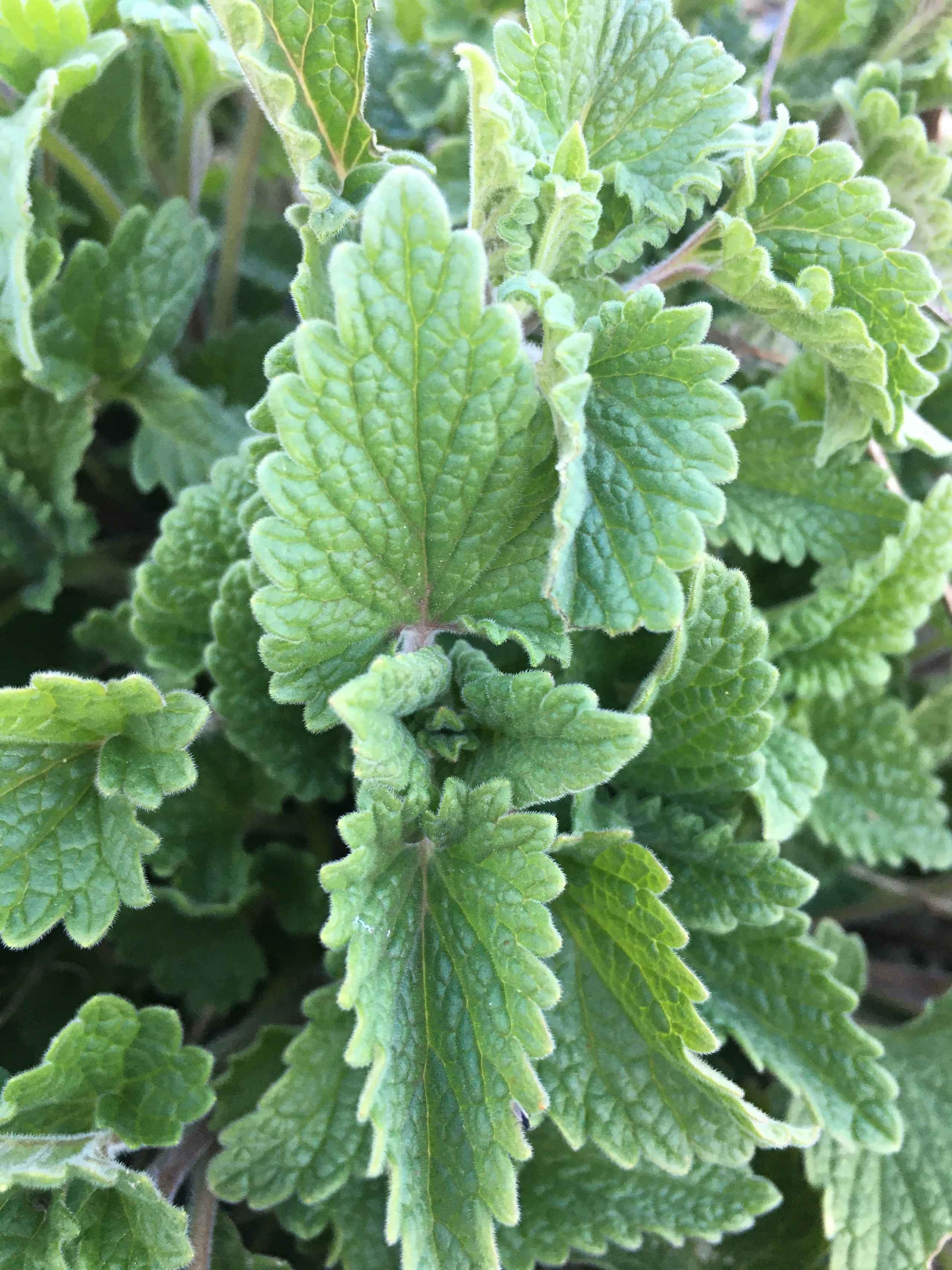 Catnip fresh | Carpenter Farm
